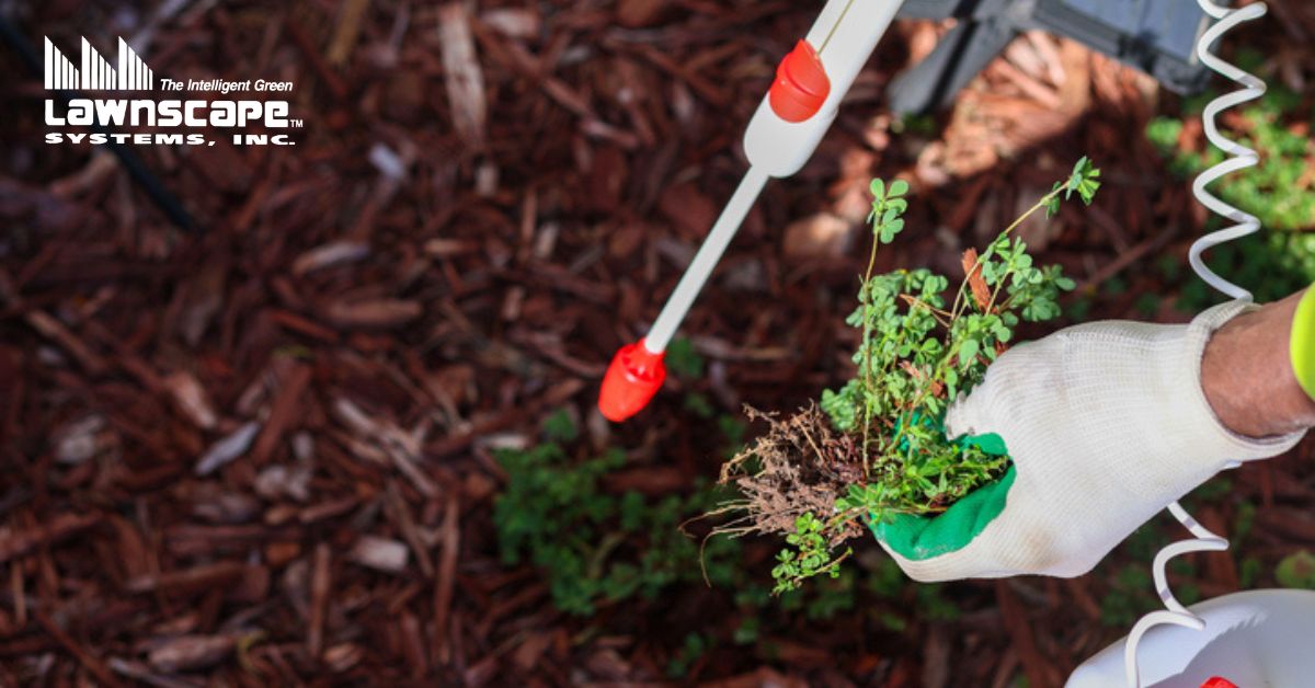 5 Common Weeds In Your Garden and How To Control Them